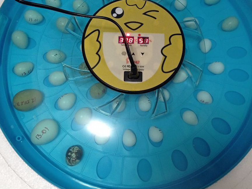 Инкубатор на запчасти