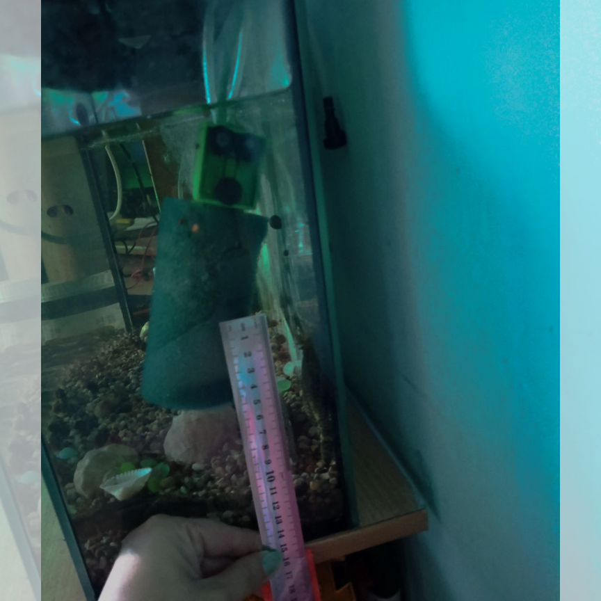 Продам сомиков анцитрусов,10-12 сантиметров