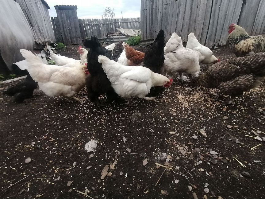 Цыплята и куры