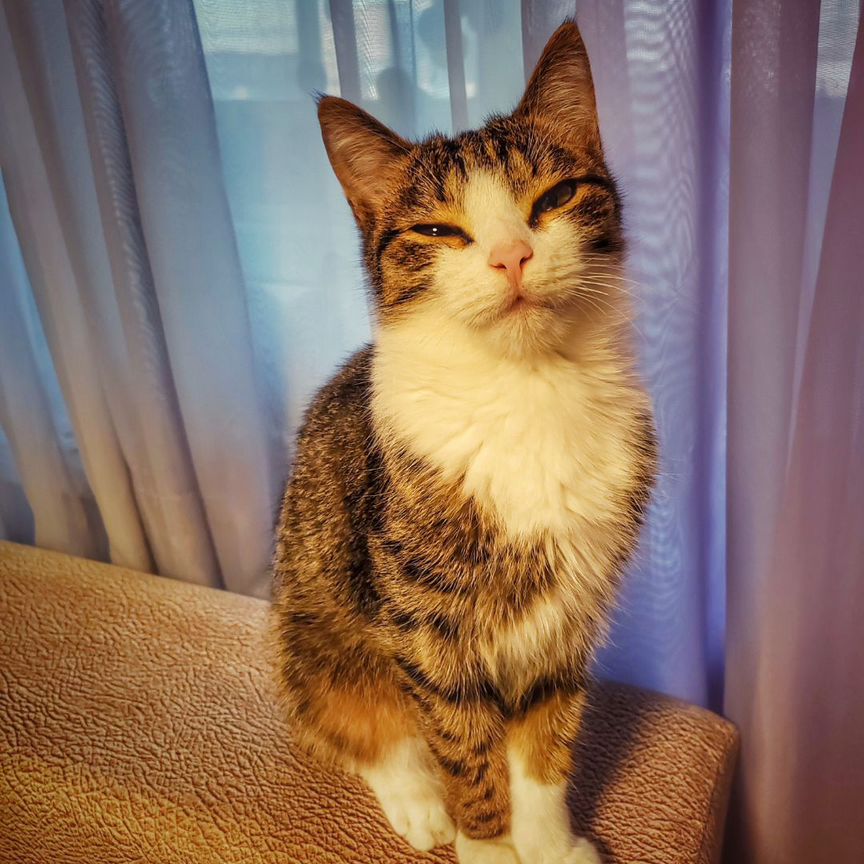 Отдам котёнка