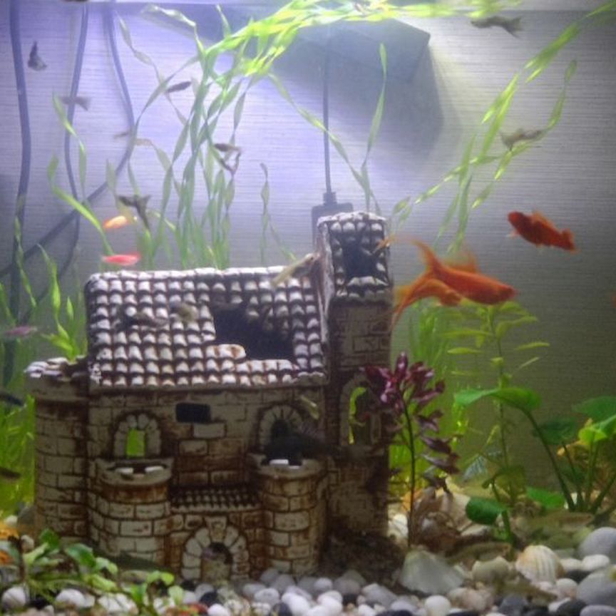 Продам гуппи