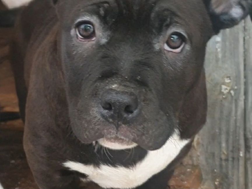 Ам. Булли пацан