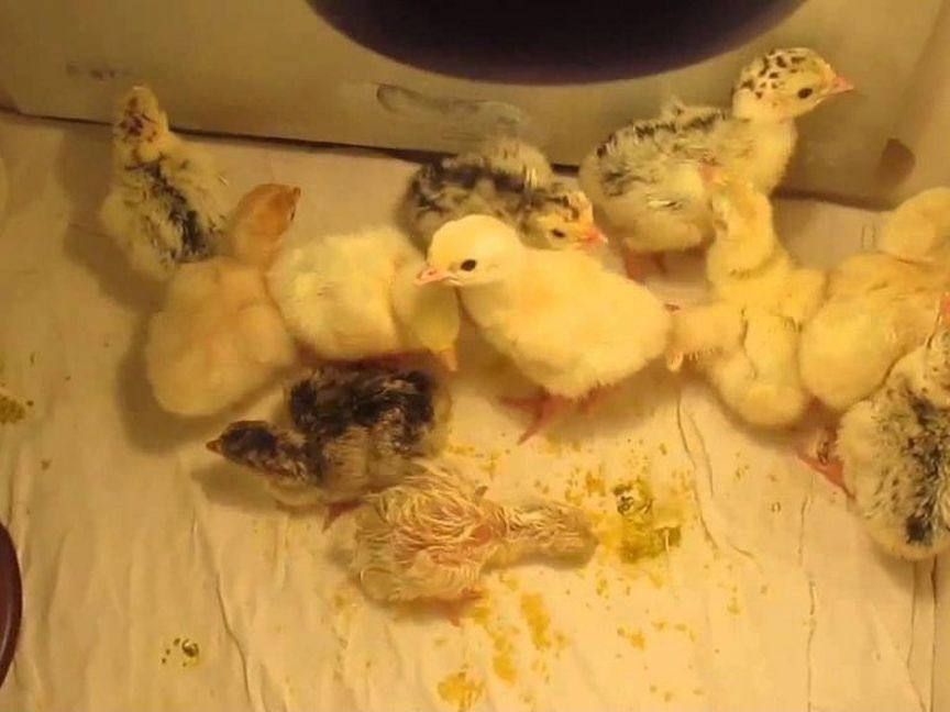 К продаже суточные индюшата