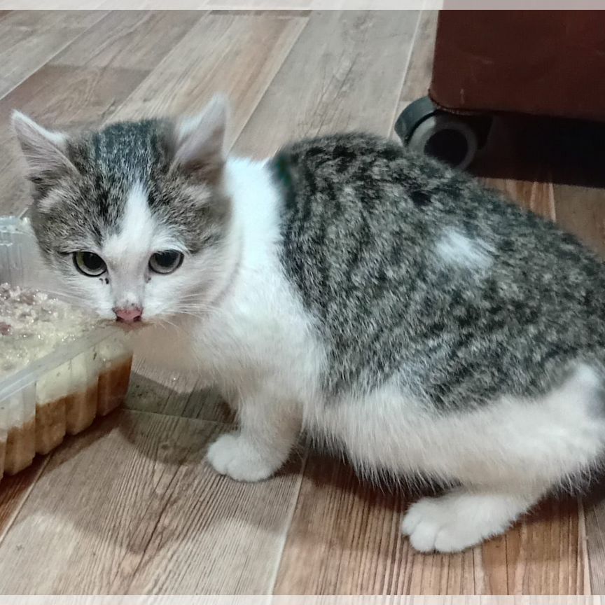 Котёнок в добрые руки