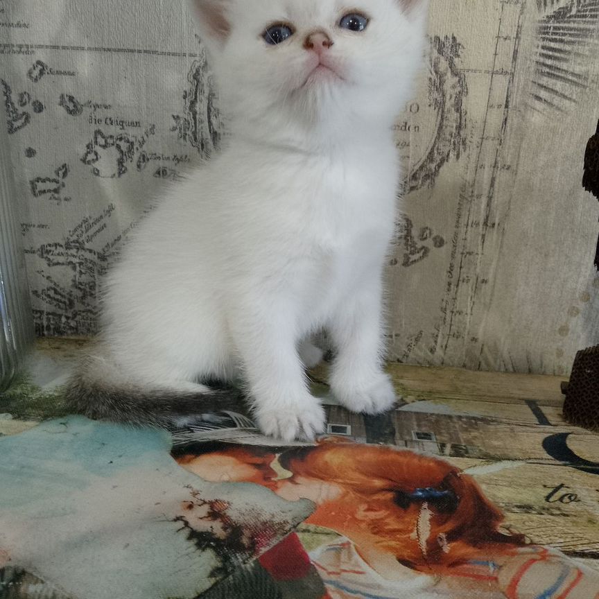 Шотландские котята