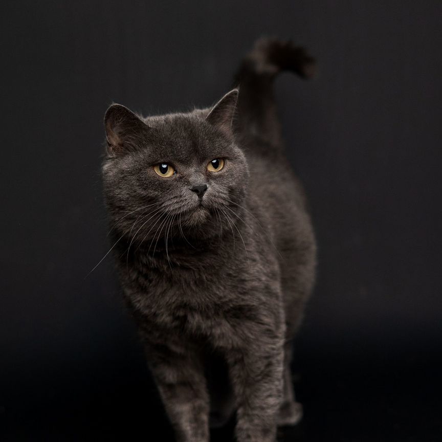 Шикарная кошечка ищет дом