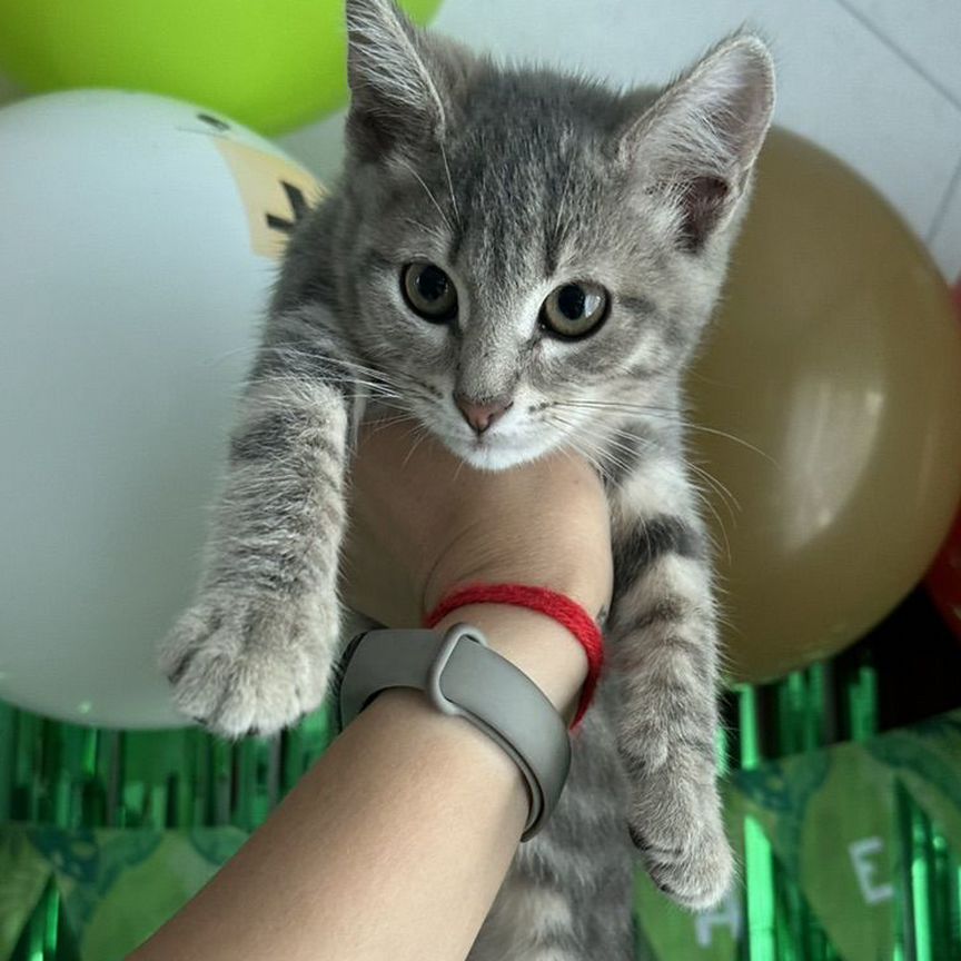 Котенок
