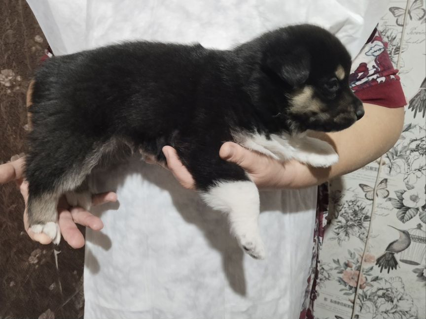 Щенки бесплатно в добрые руки