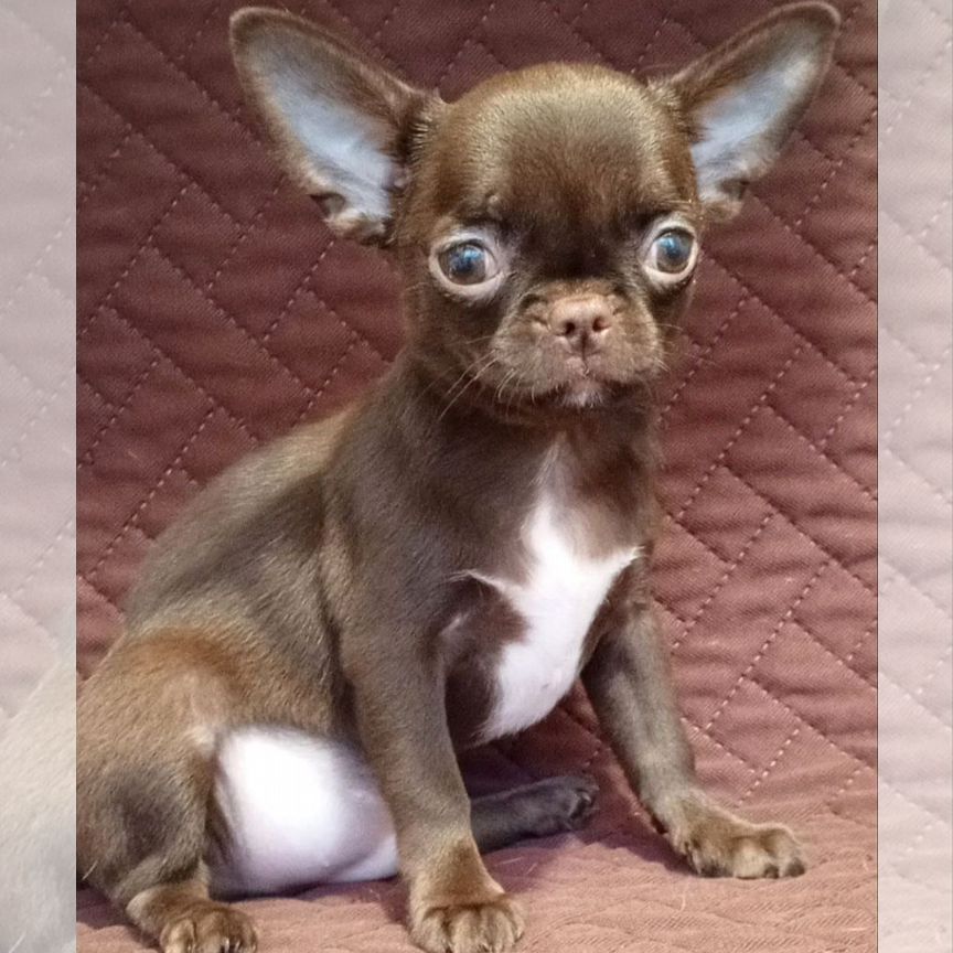 Чихуахуа, щенок