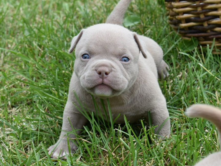 Американский булли микро