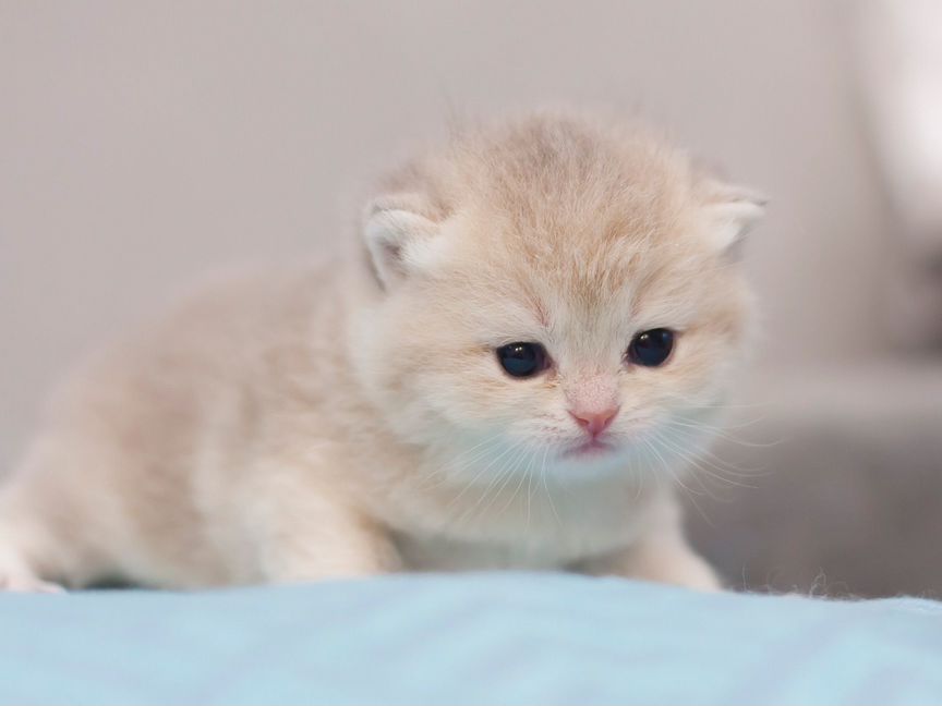 Британские золотые котята шиншиллы