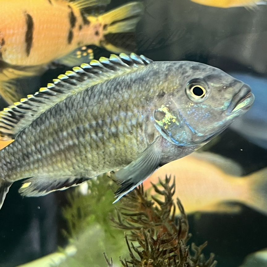 Ауратус цихлида