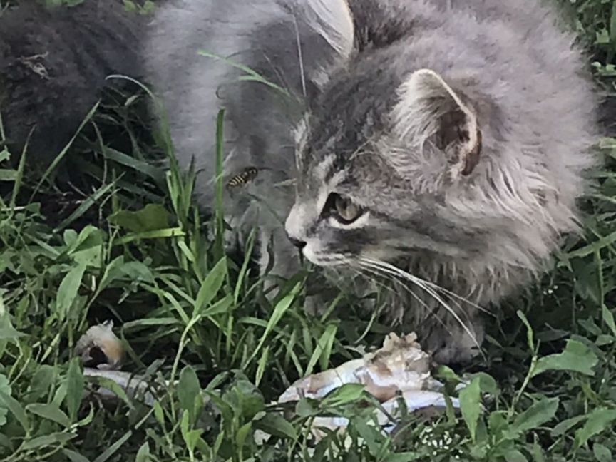 Котята в добрые руки приучены к лотку