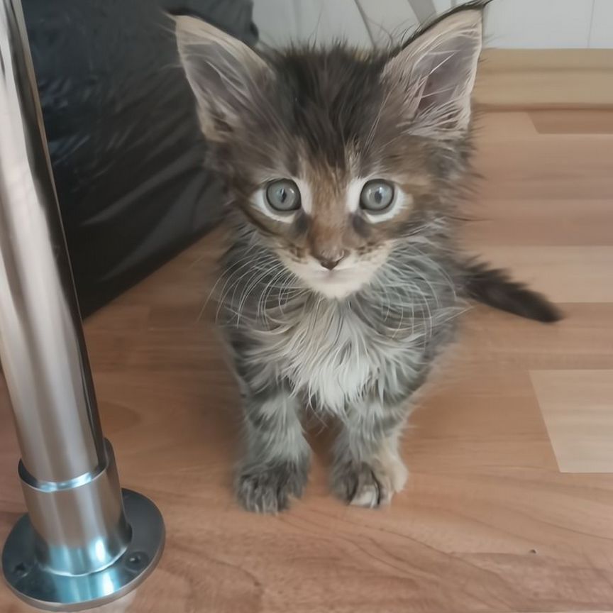 Мейн-кун котёнок