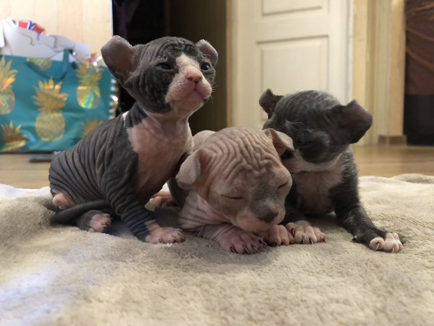 Бронь котята сфинксы эльфы