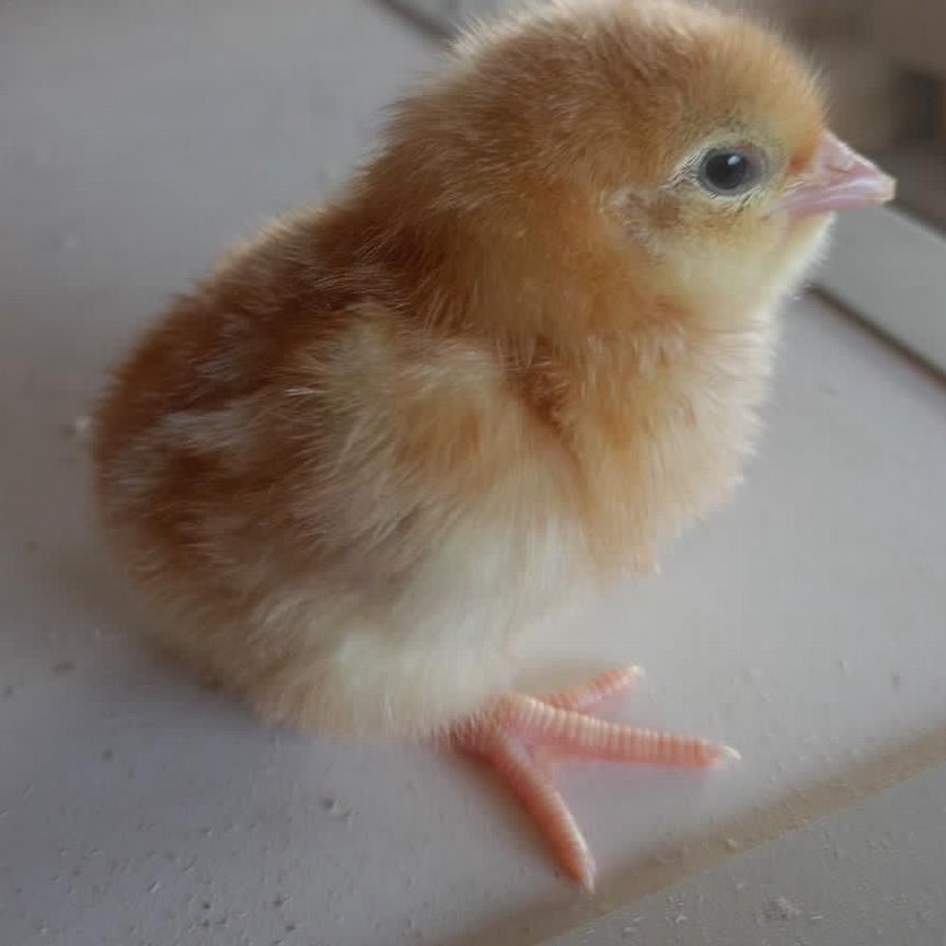 Цыплята бройлеров, несушек суточные и подрощенные