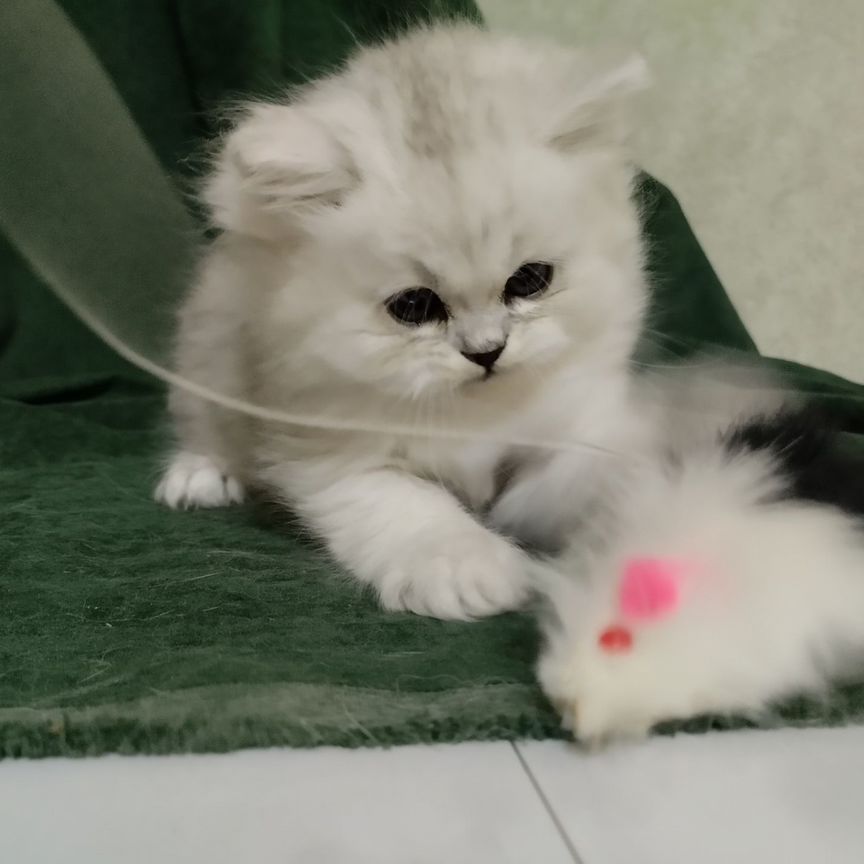 Серебристая шиншилла