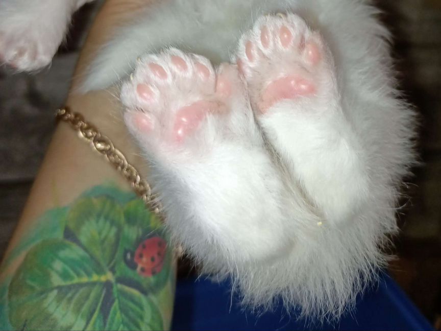 Белые коты Полидакьы