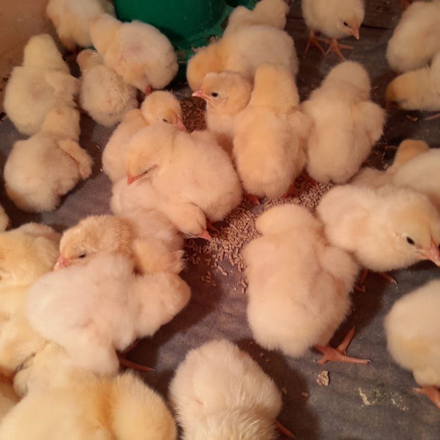 Бройлер Кобб 700