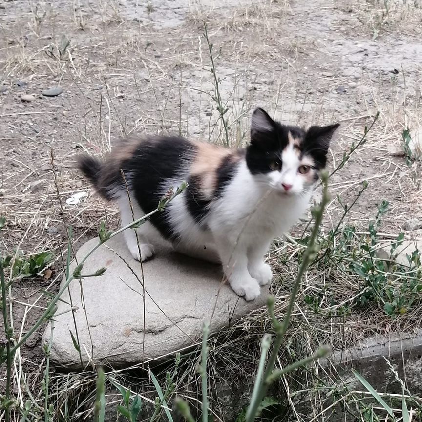 Малышка ищет дом