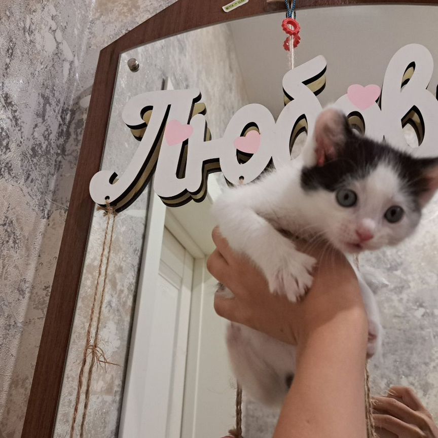 Котёнок Симка