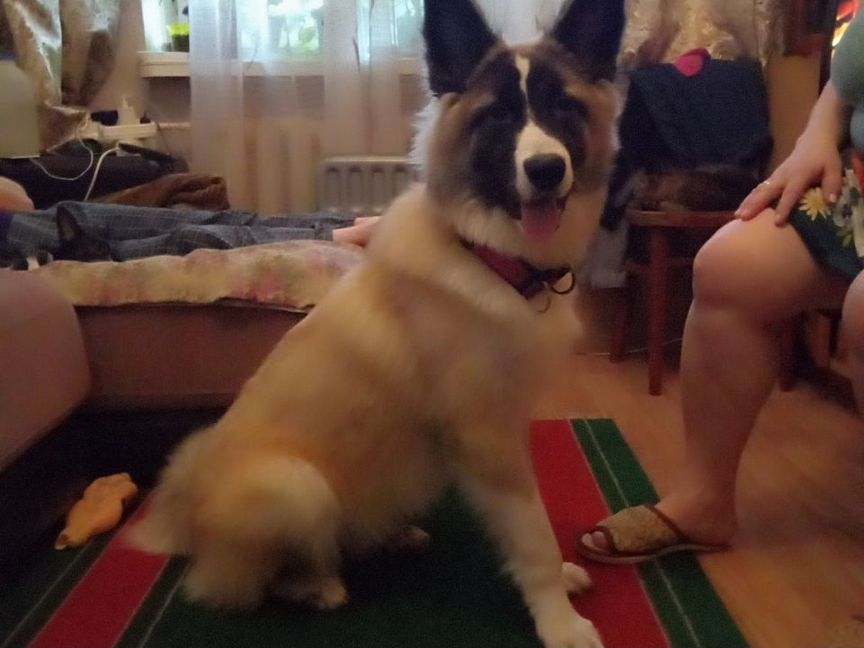 Собака в добрые руки