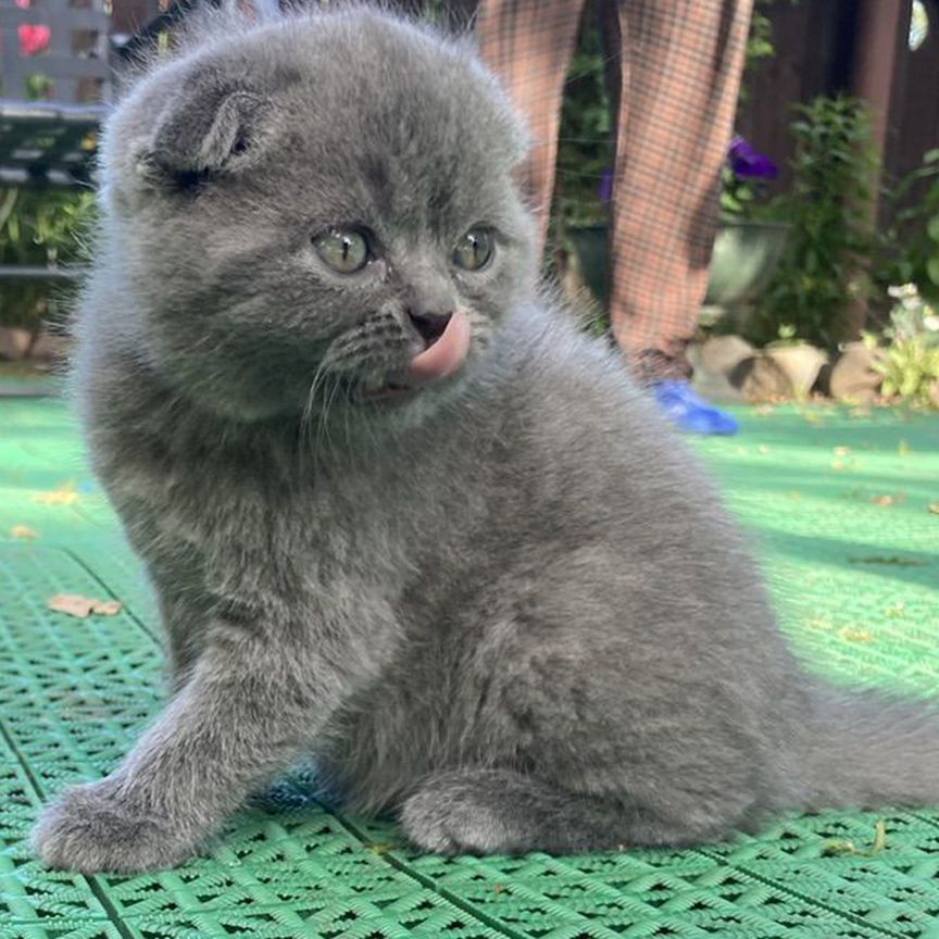 Шотландские котята
