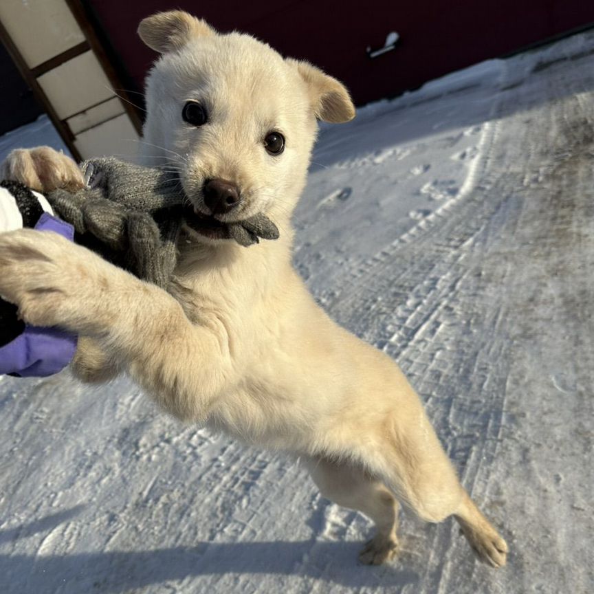 Щенок в добрые руки