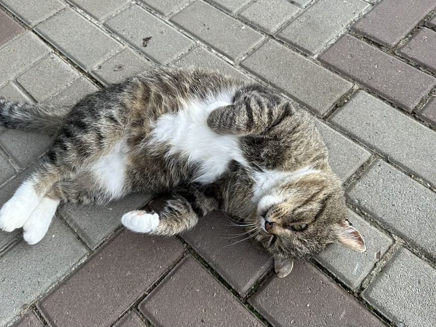 Отдам даром кота