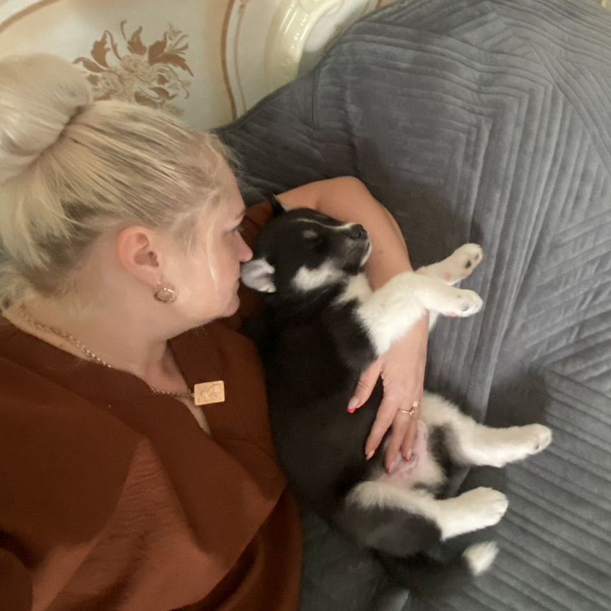 Щенки сибирской хаски