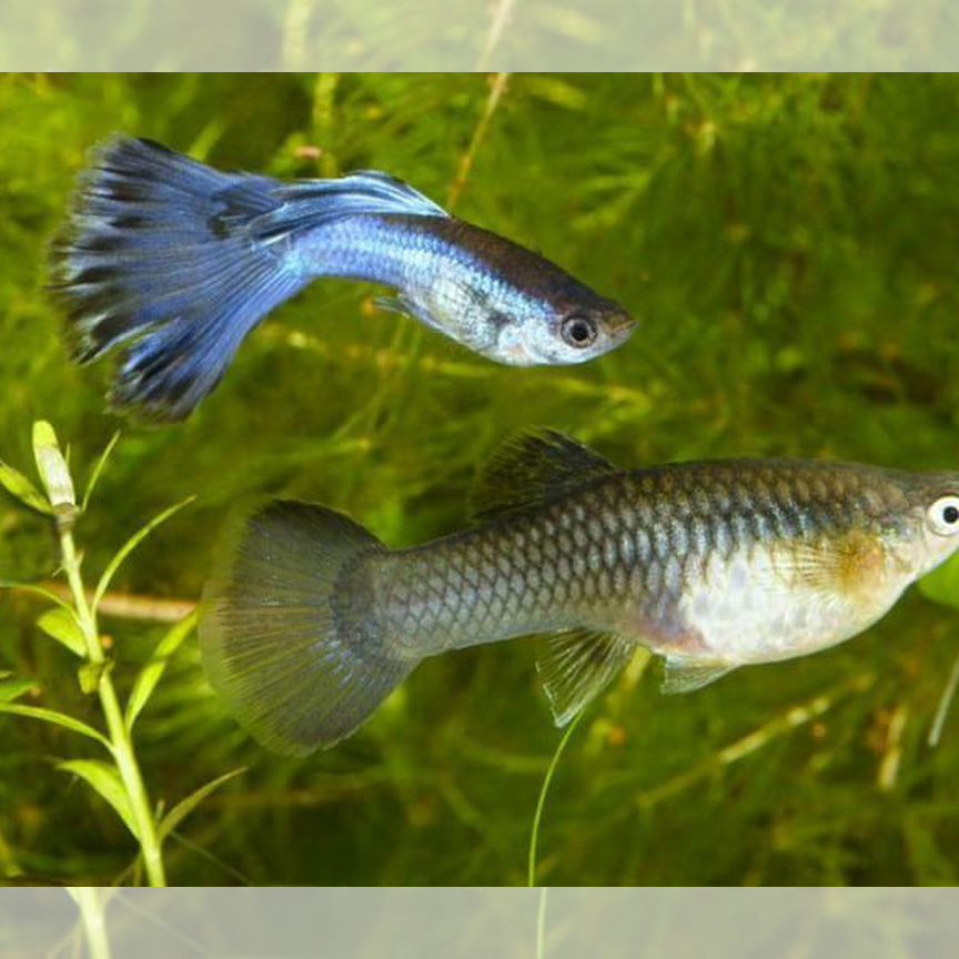 Бронь.Мальки гуппи