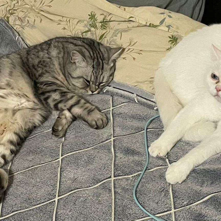 Отдам в добрые руки
