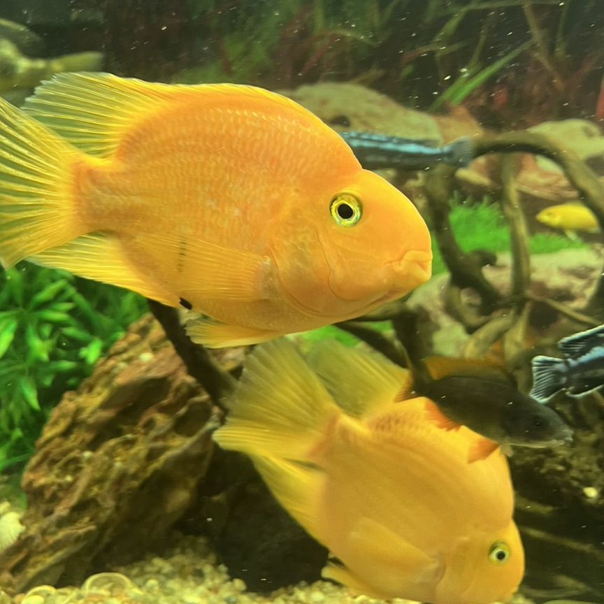 Цихлида Попугай Желтый