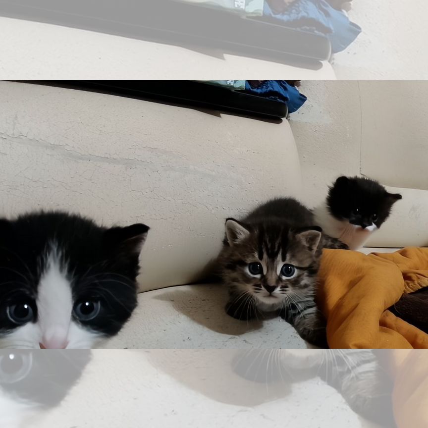 Котёнок в добрые руки