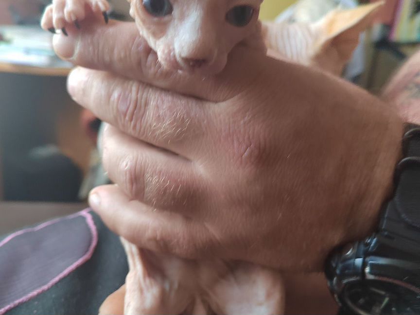 Котята сфинкс