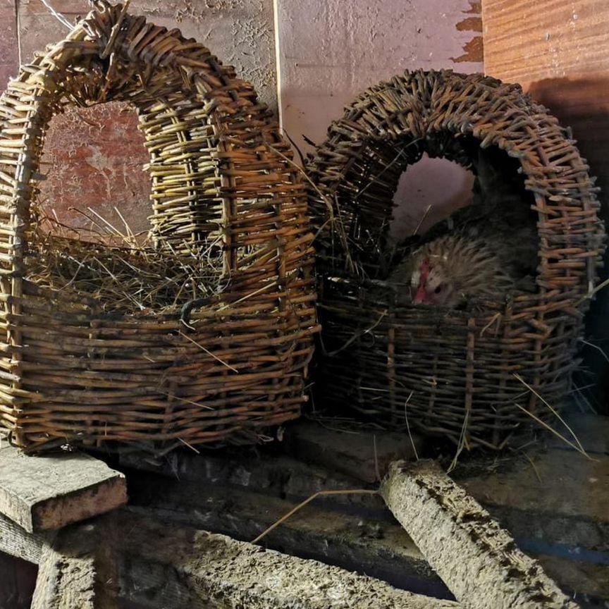 Гнездо для кур