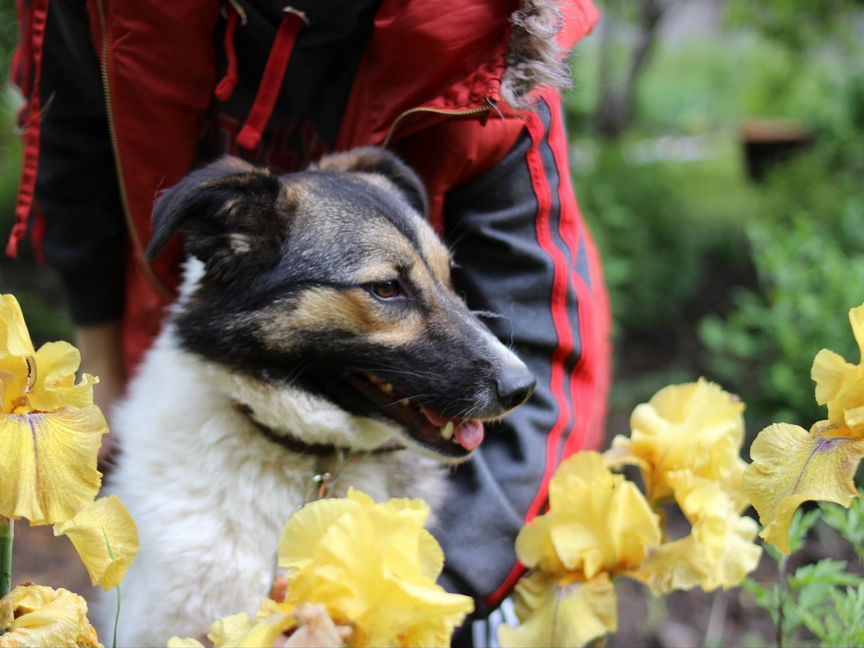 Собака в добрые руки