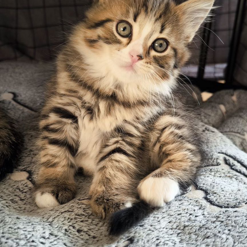 Котенок мальчик 2 месяца