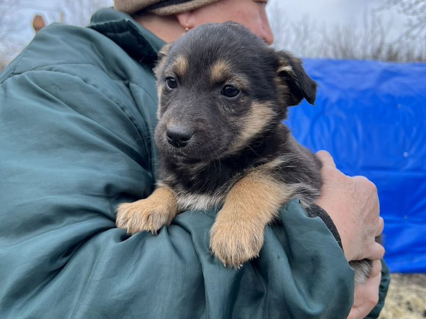 Хвостики ищут дом