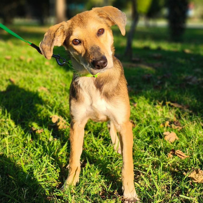 Маленькие собаки в дар