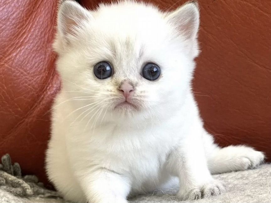 Шикарная Плюшевая Малышка 2 мес