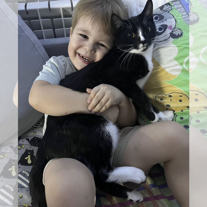 Котёнок в добрые руки