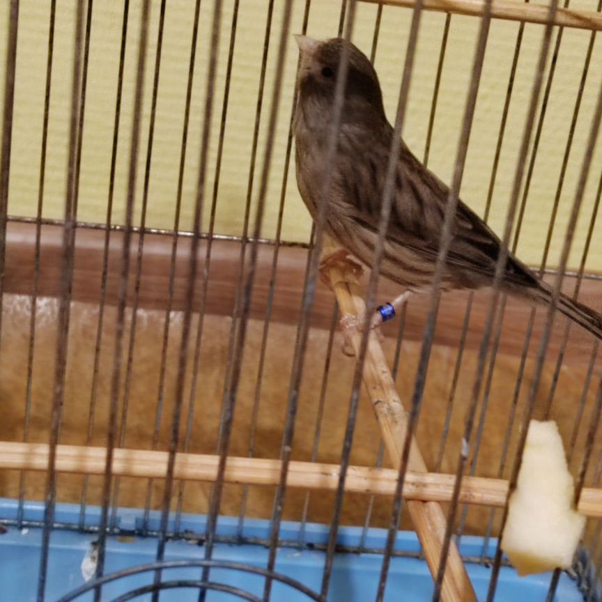 Канарейка самка