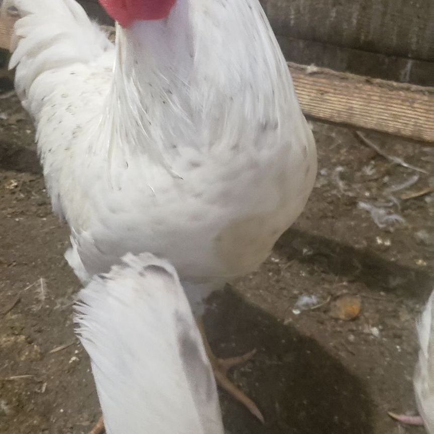 Деревенский петух