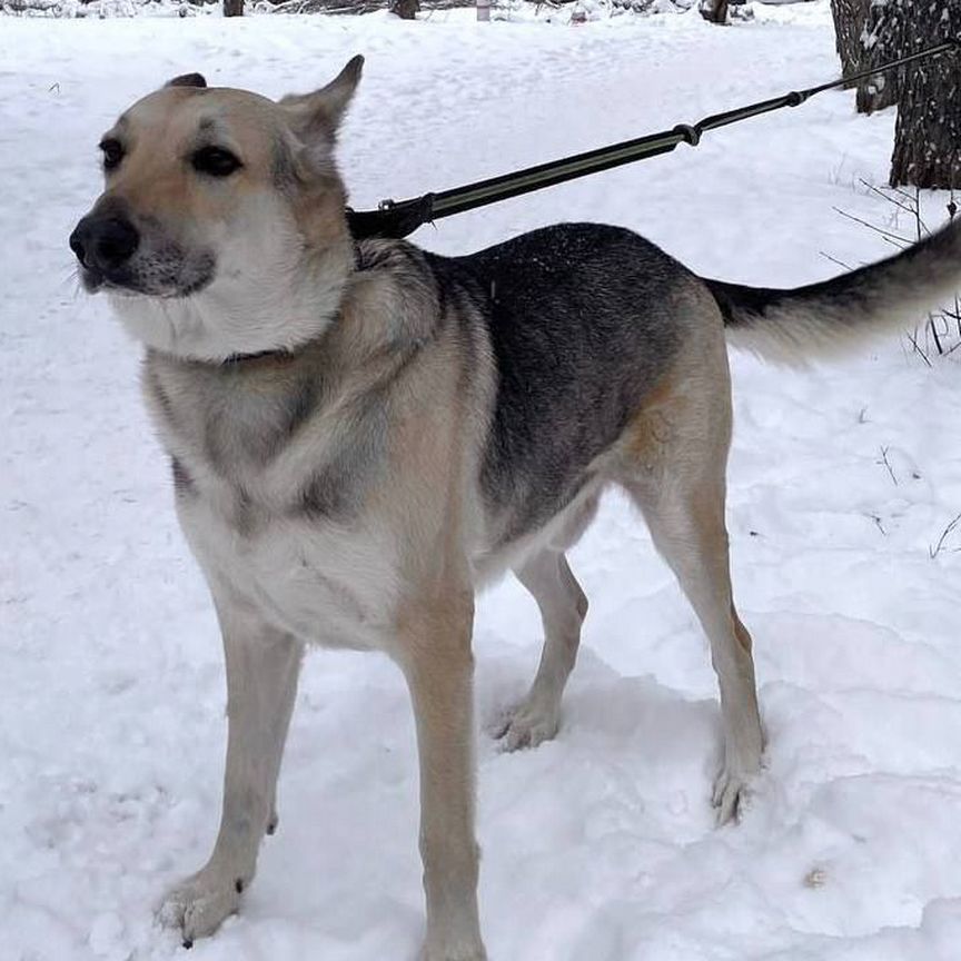 Взрослый пёс в добрые руки