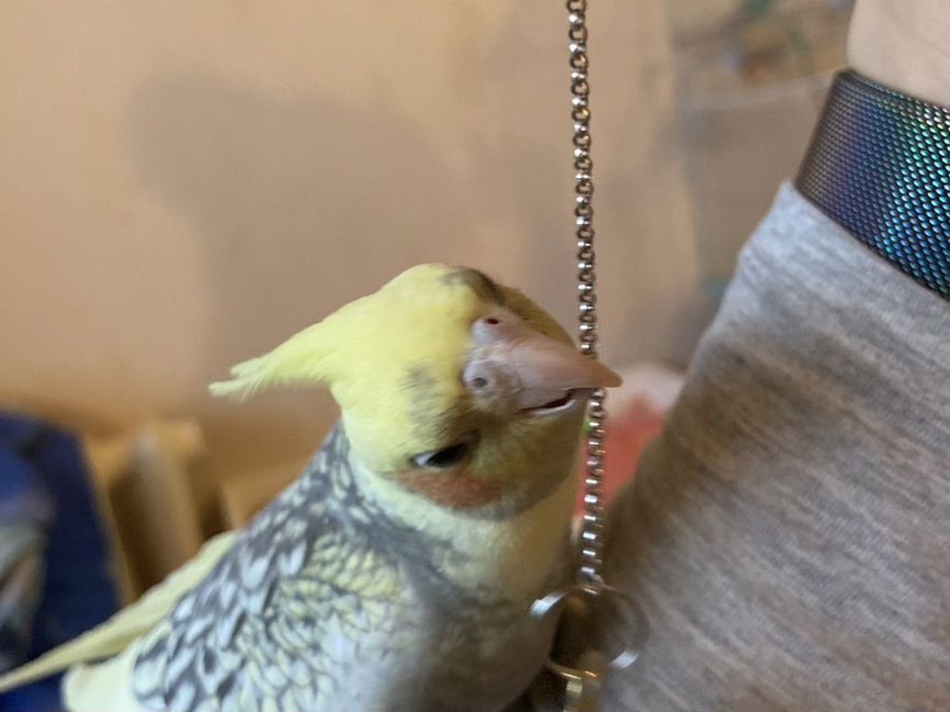 Корелла самец