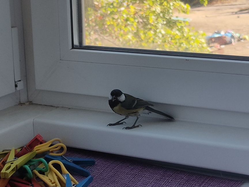 Продам синицу