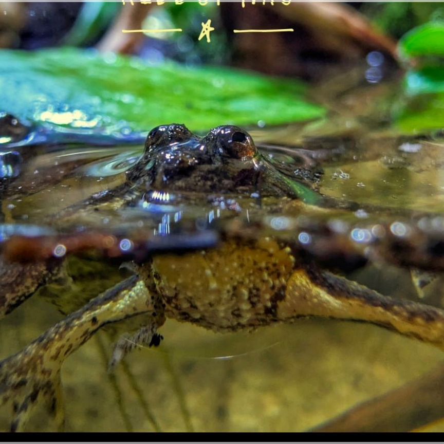 Поставка гидробионтов 10 апреля