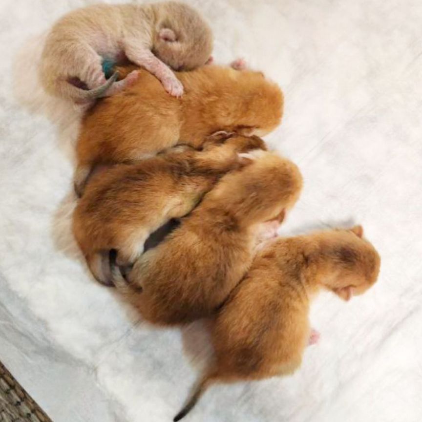 Британский короткошёрстный котёнок