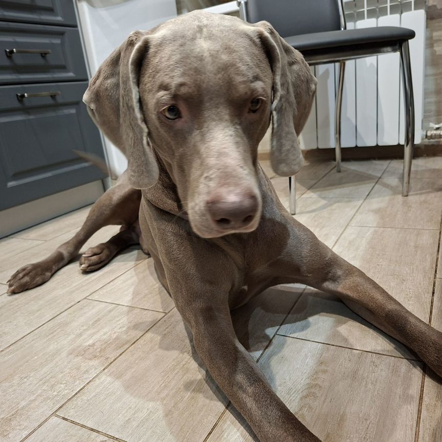 Собаки для вязки